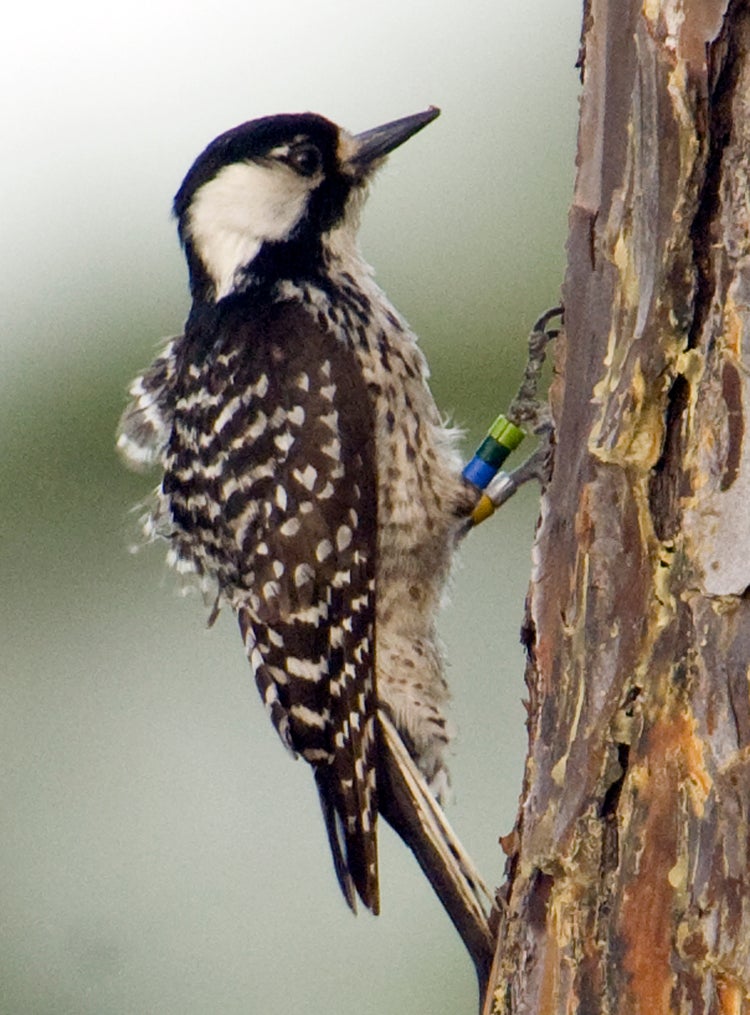 Endangered Red-cockaded woodpecker | Florida State Parks Endangered Red-cockaded woodpecker | Florida State Parks